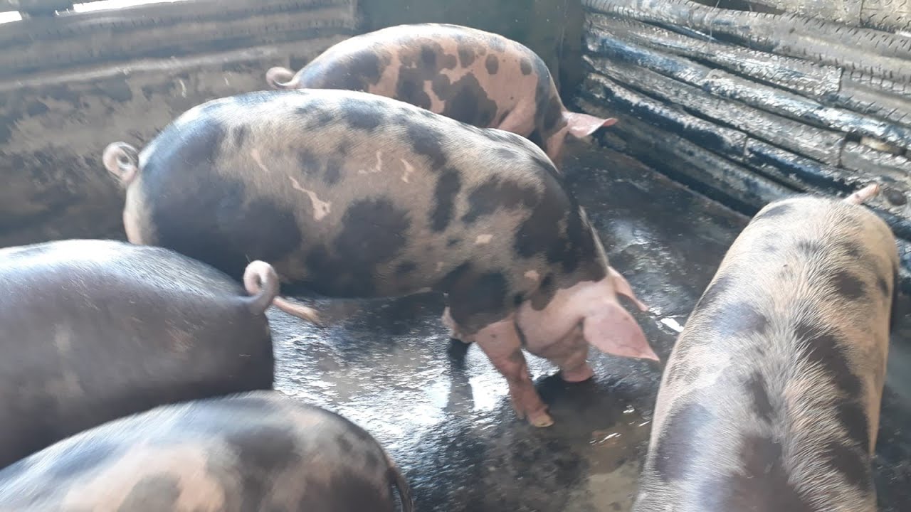 Porcos com 118 dias na engorda veja o resultado deles - YouTube