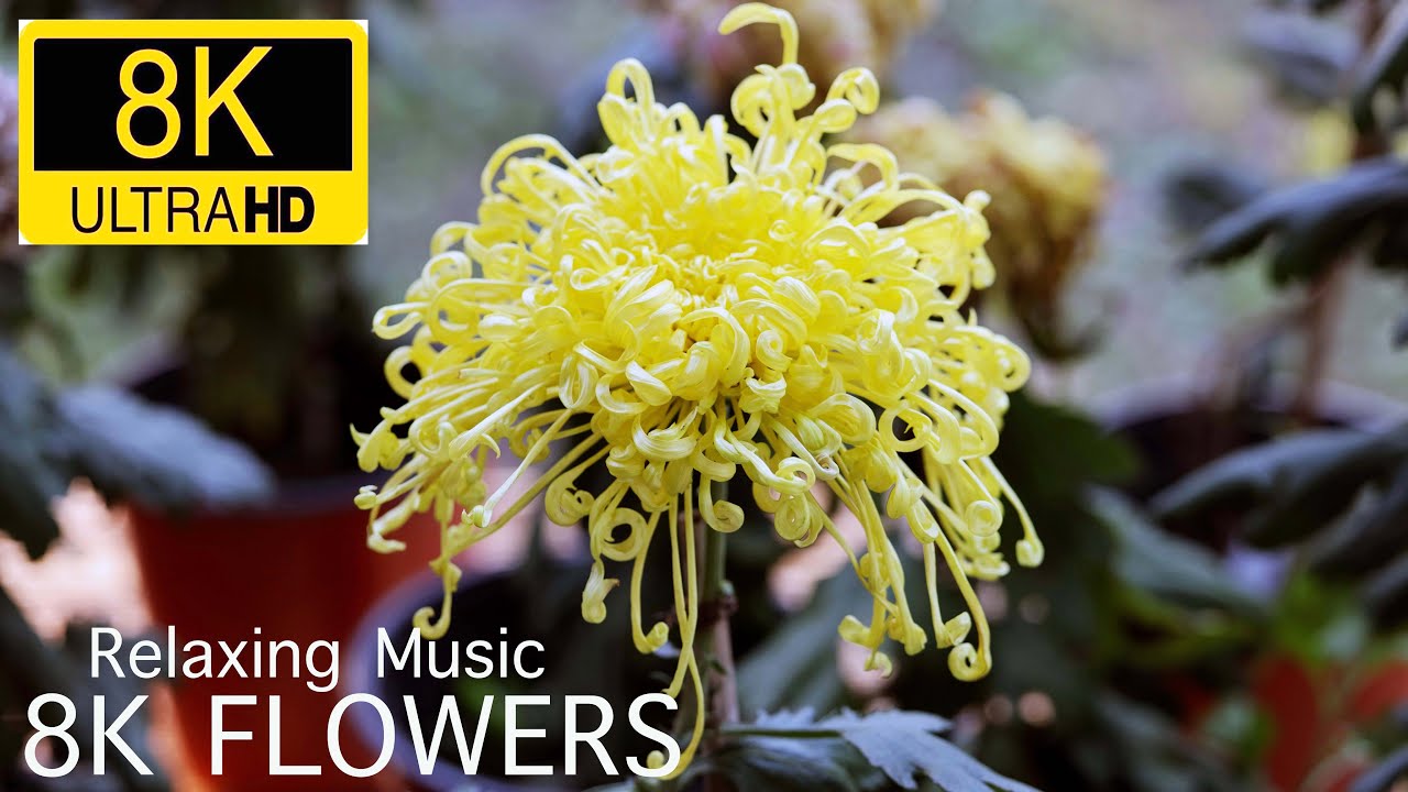 8K ULTRA HD / 8K TV – The Most Beautiful Flowers Collection | Flower ...
