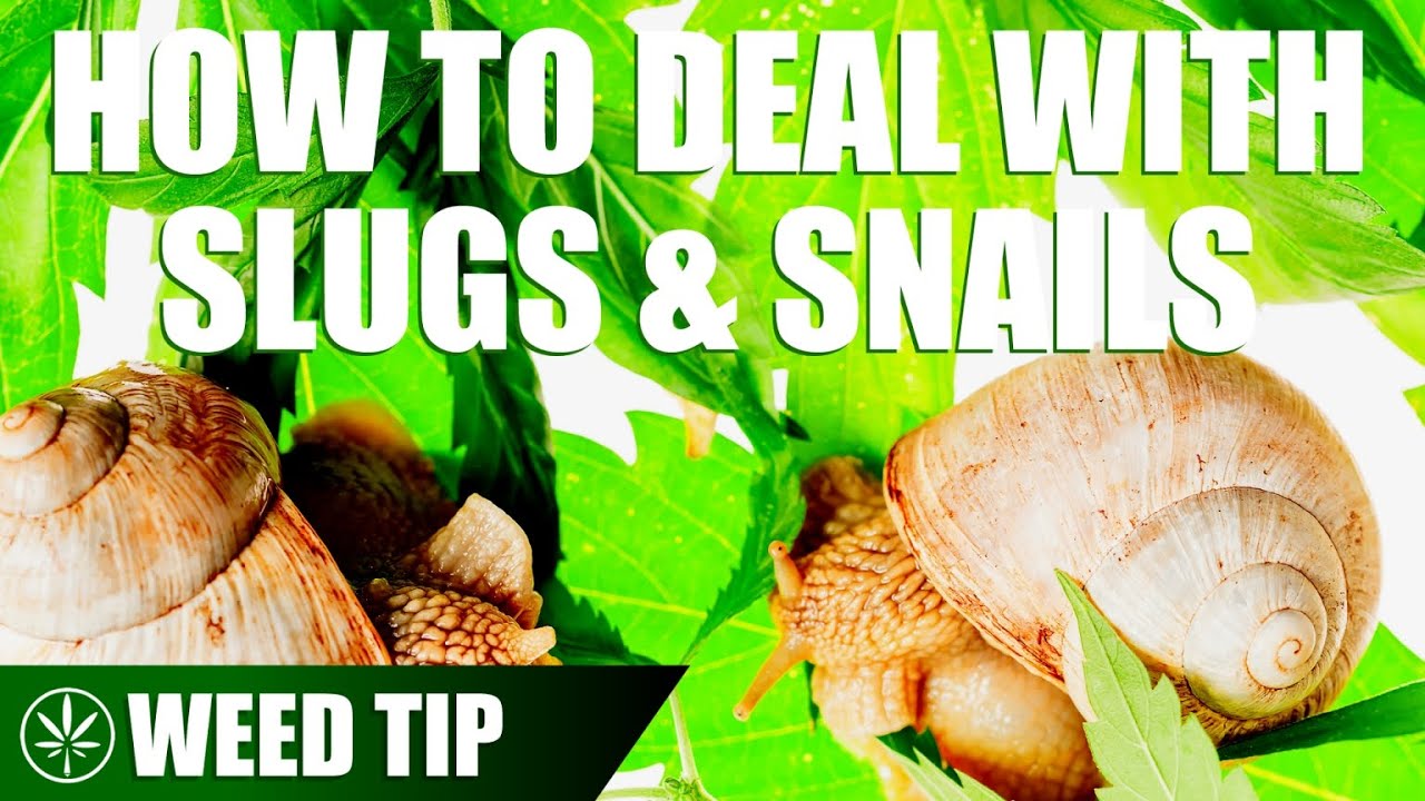 Removing Slugs and Snails from You Cannabis Plants - YouTube