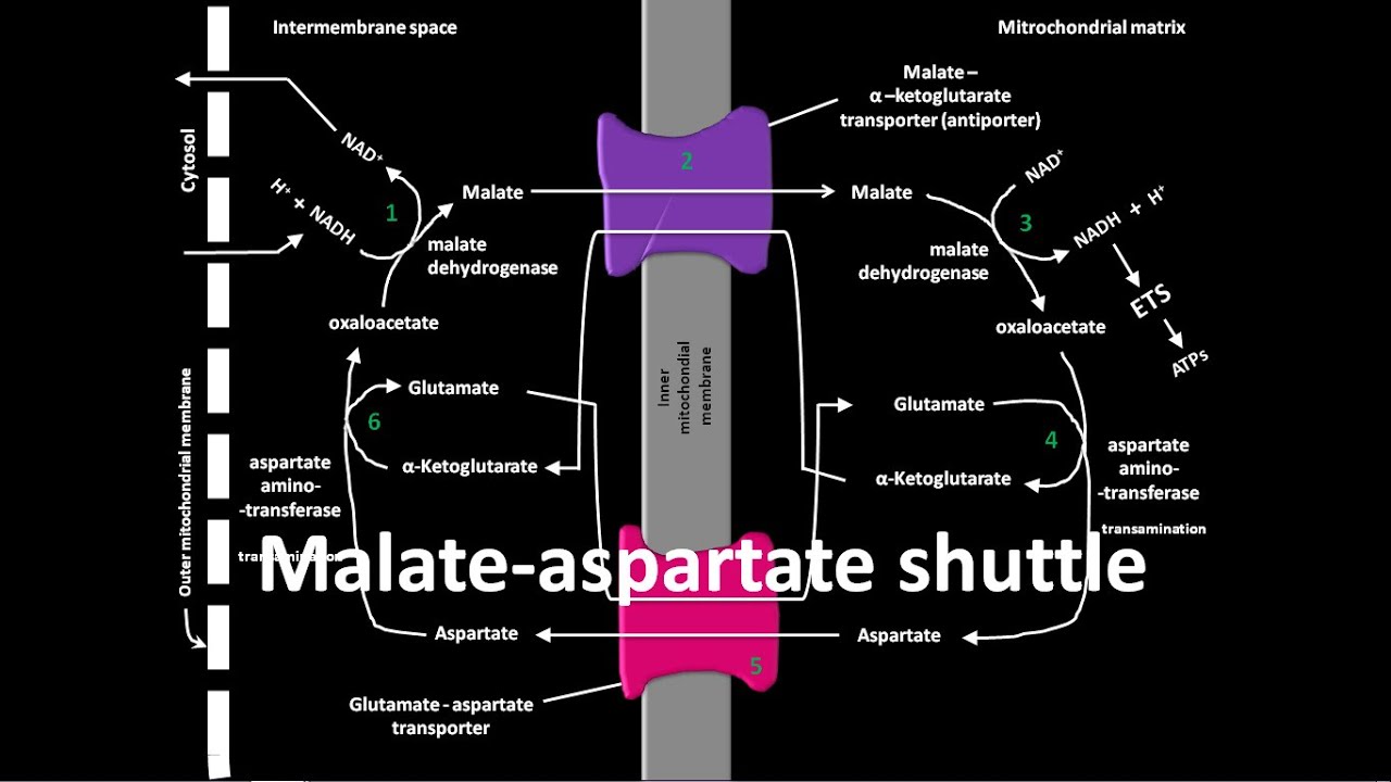 Malate aspartate shuttle - YouTube