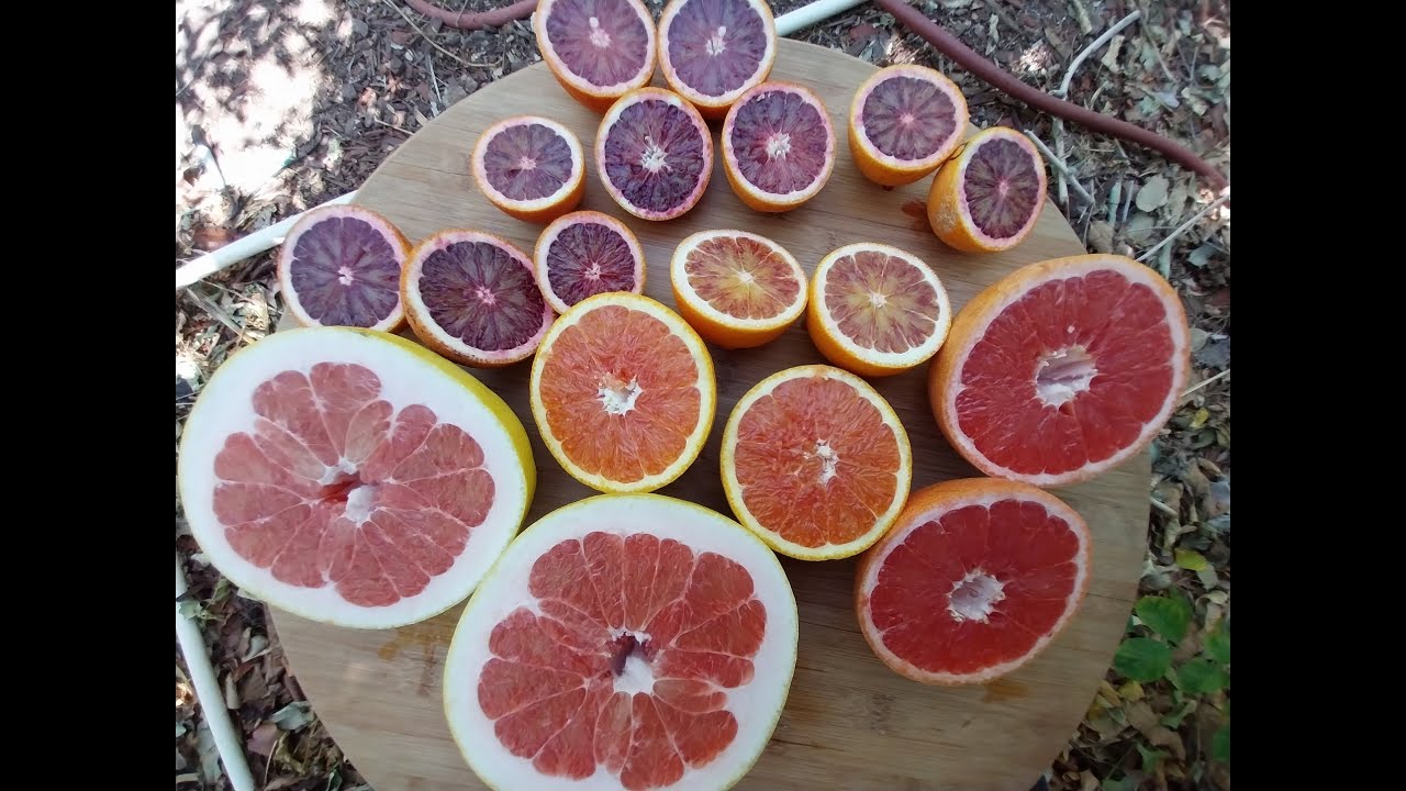 How to grow RED citrus fruit ! - YouTube