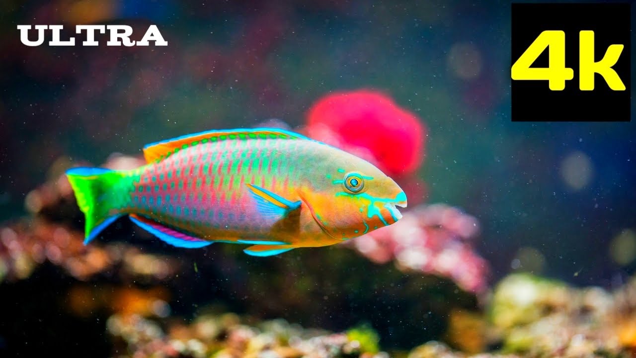 4k underwater fish 2160p ultra HDR/beautyful/by 4k unique World - YouTube