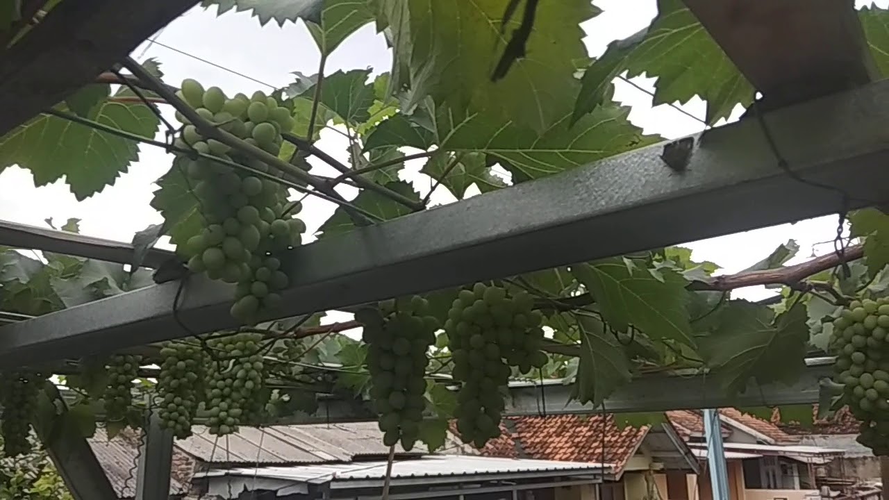 Anggur Jupiter seedless - YouTube