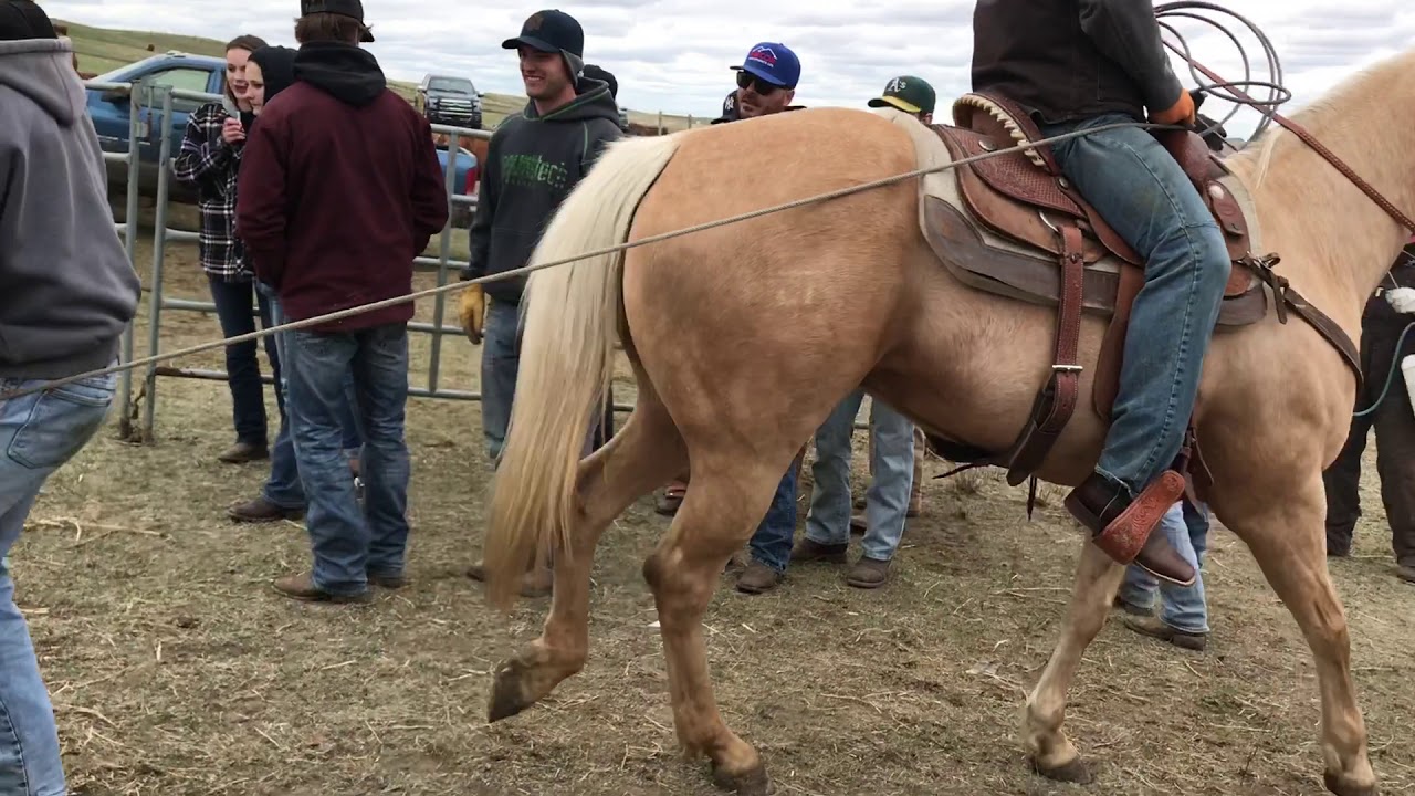 ALL AROUND Horse For Sale - YouTube