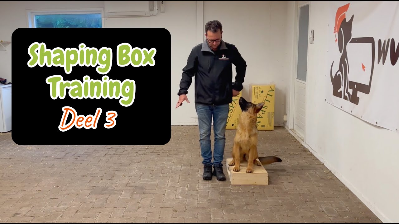 Shaping Box training deel 3 - Leer je hond de perfecte hier, zit, sta ...