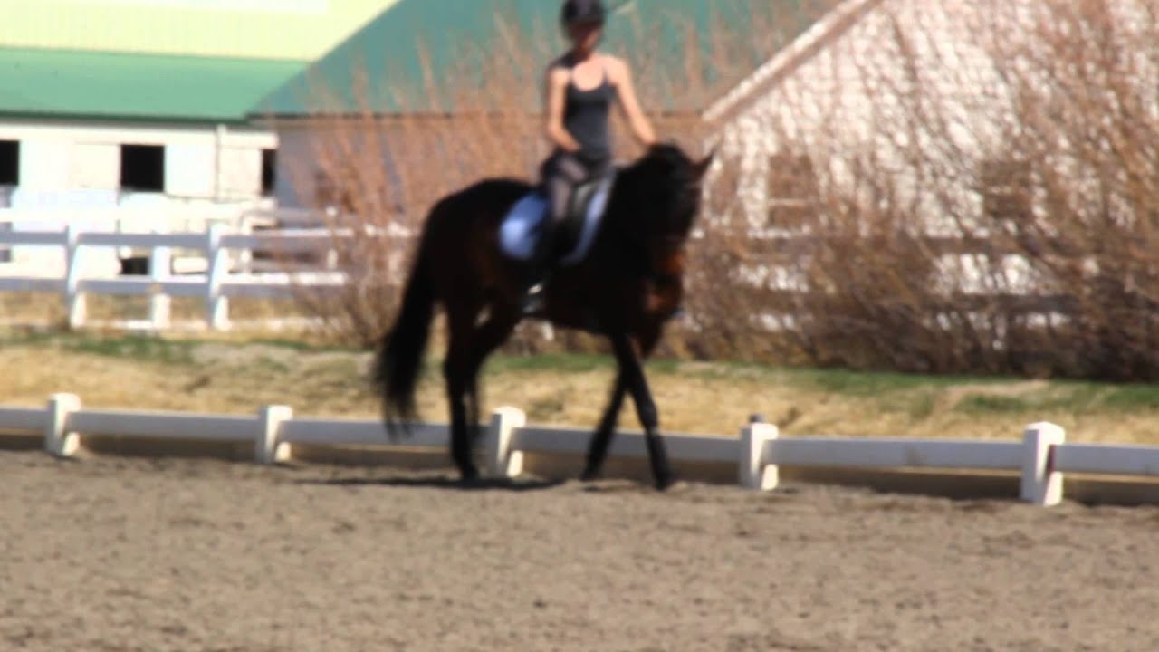Toy Story trakehner/thoroughbred cross - YouTube