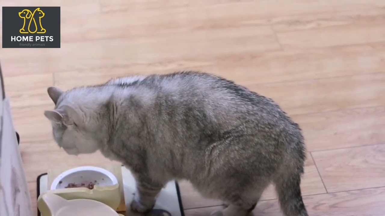 Cat Eating Food. Funny Cats and kittens Meowing Video 2022. - YouTube