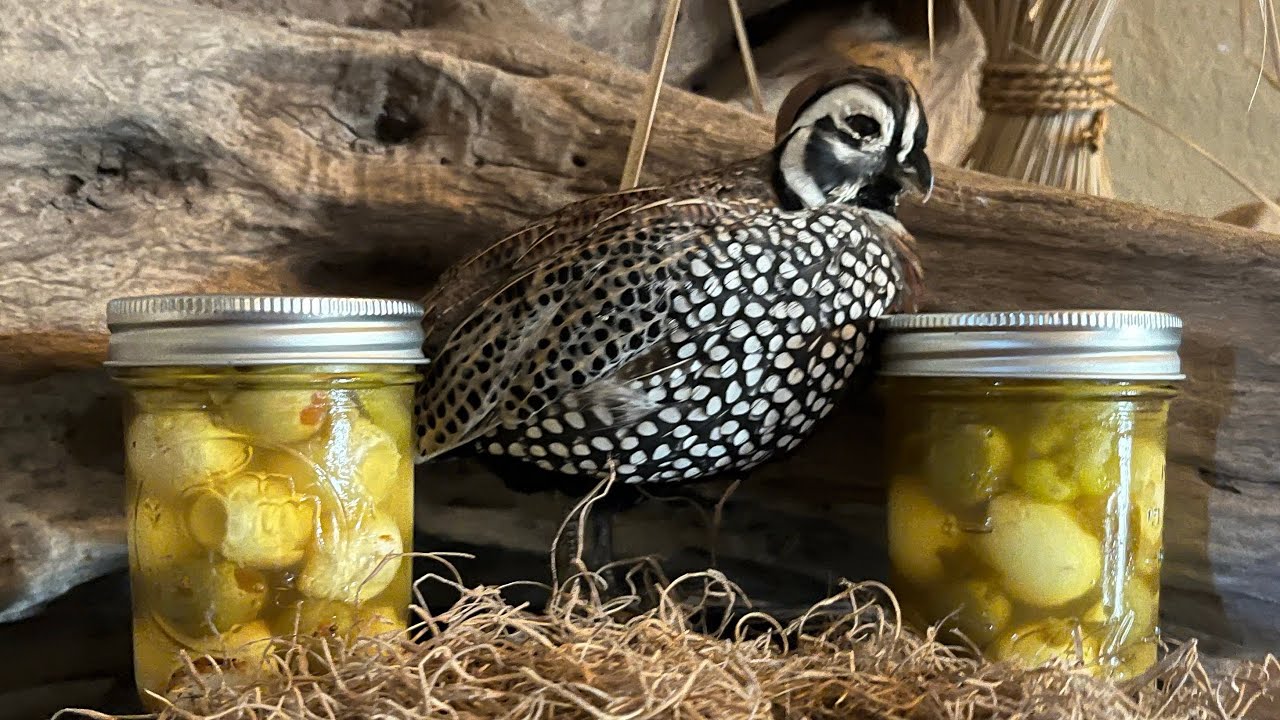 Pickled quail eggs, the easy way. - YouTube