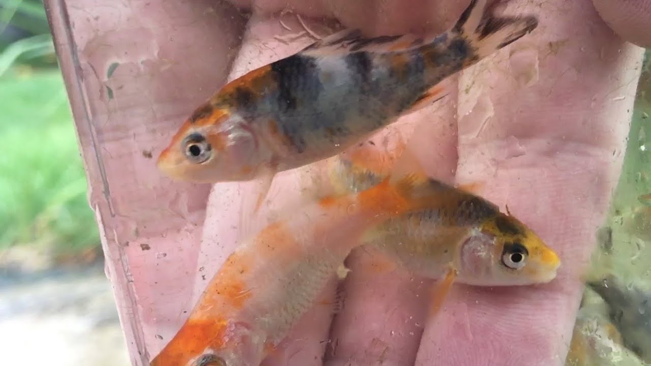 14 Week Old Koi Fry ~ Care & Maintenance ~ Part 9 ~ Minnesota Koi pond ...