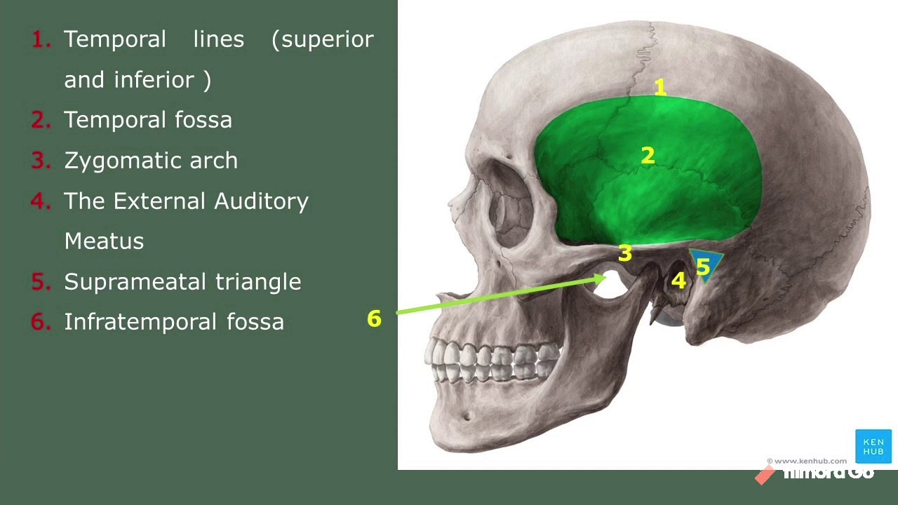 Practical 2 ,: Norma Lateralis and Mandible - YouTube