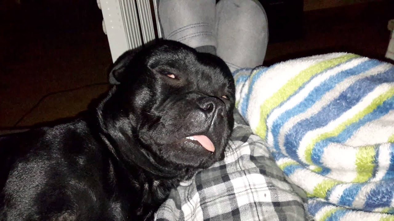 Perro roncando y soñando ( muy bueno) - YouTube