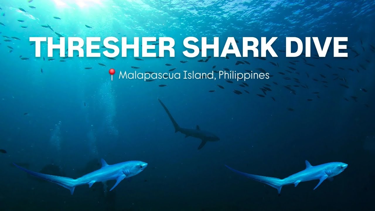 Woke up at 4AM for THIS?? Your Bucket List - Diving With Thresher ...