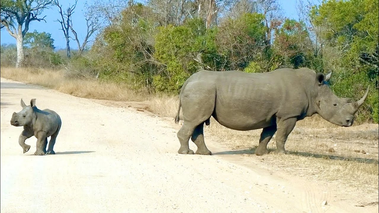 Baby Rhino Stamps His Foot in Protest - YouTube