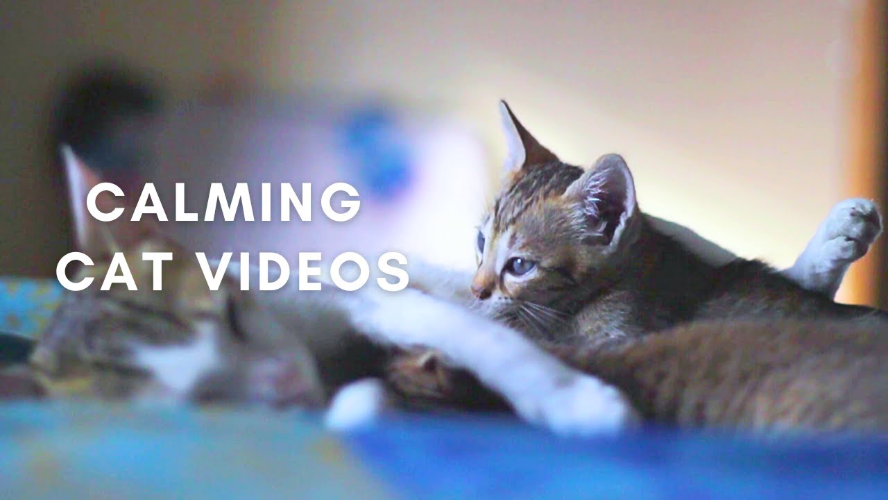 Calming cat videos | peaceful soothing music | sleeping kittens | 4k ...