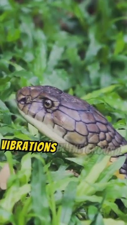 fascinating facts about Snake - YouTube