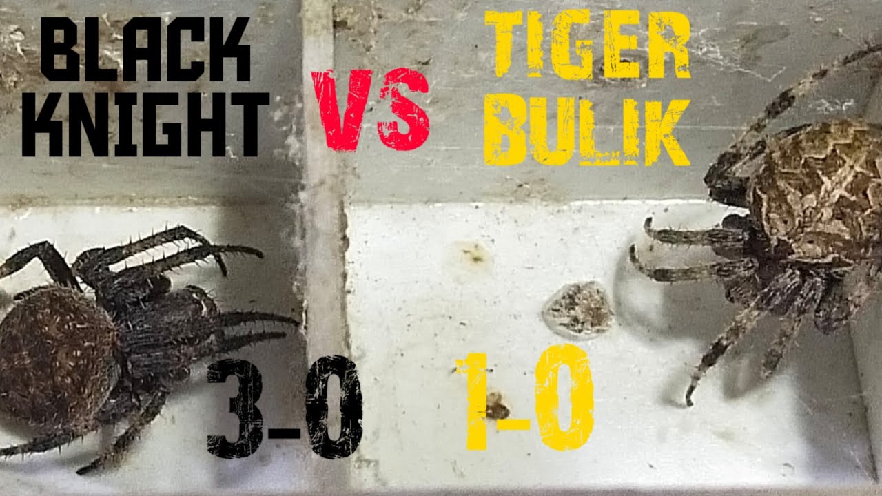 You are SPIDER lover? check out Amazing big days spider fight 2021 ...