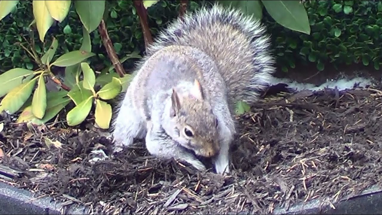 Squirrel...Where's My Stash? - YouTube