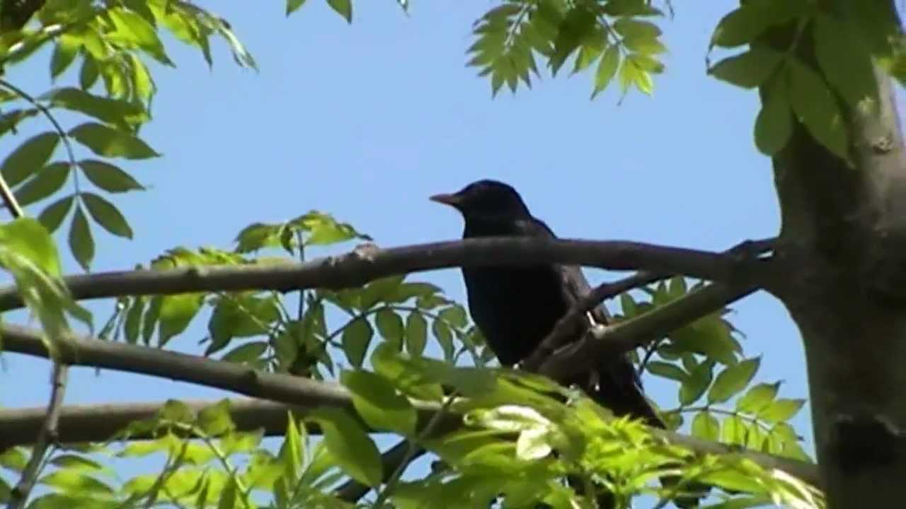 LE MERLE CHANTEUR en SON LIVE - YouTube