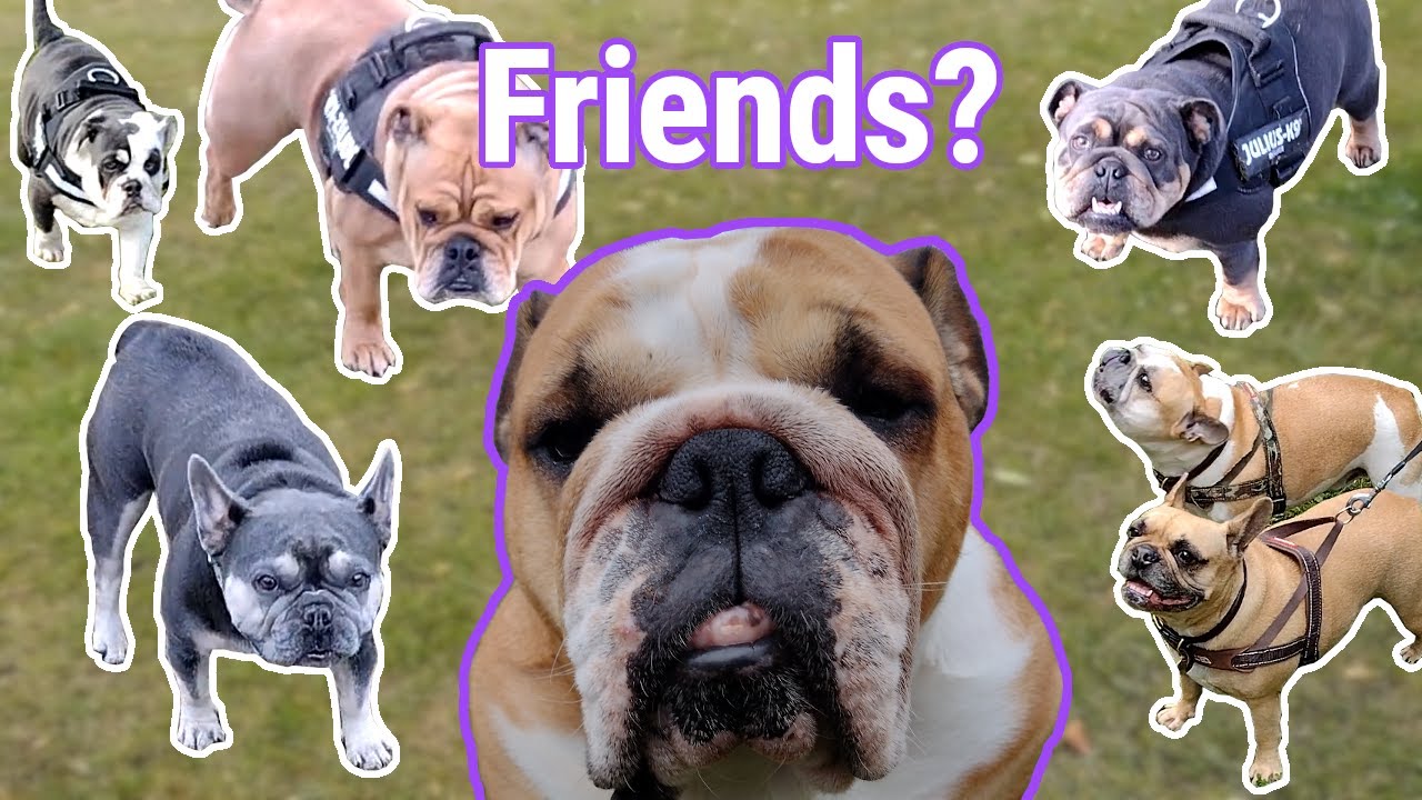 Socializing My English Bulldog At The Park - YouTube
