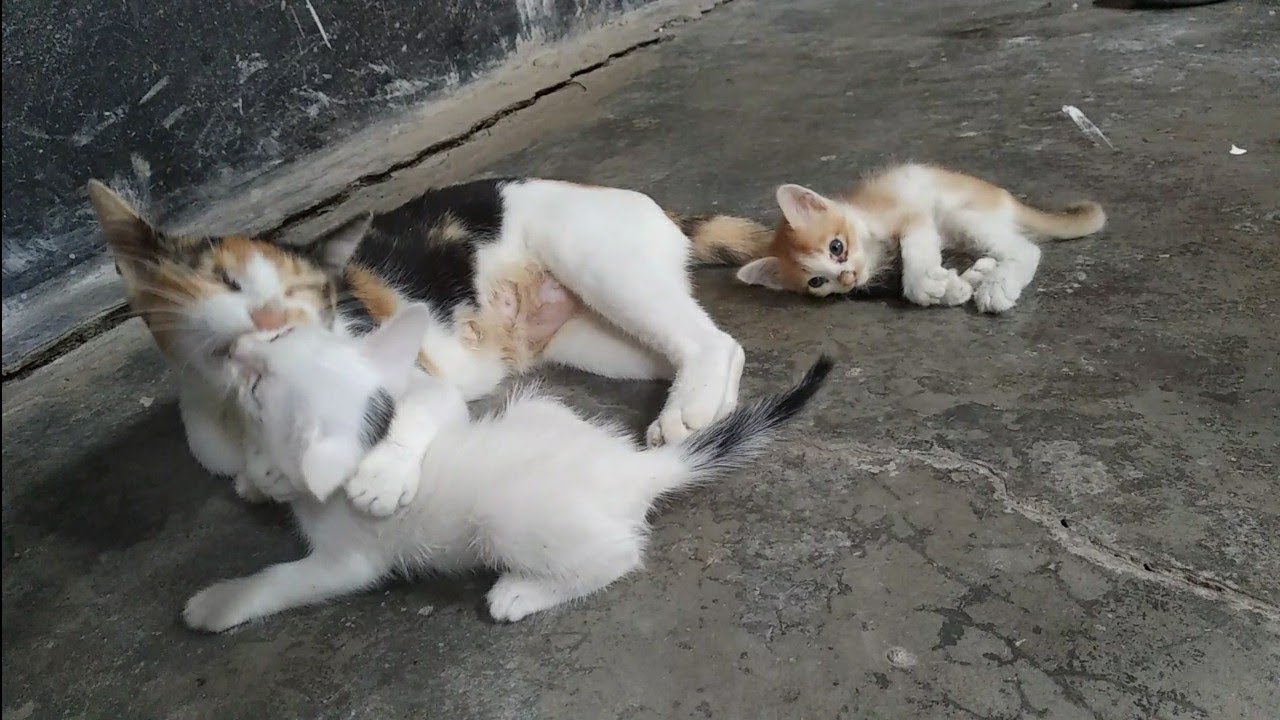 Mother Calico cat hugging her kittens & Kittens playing with their ...