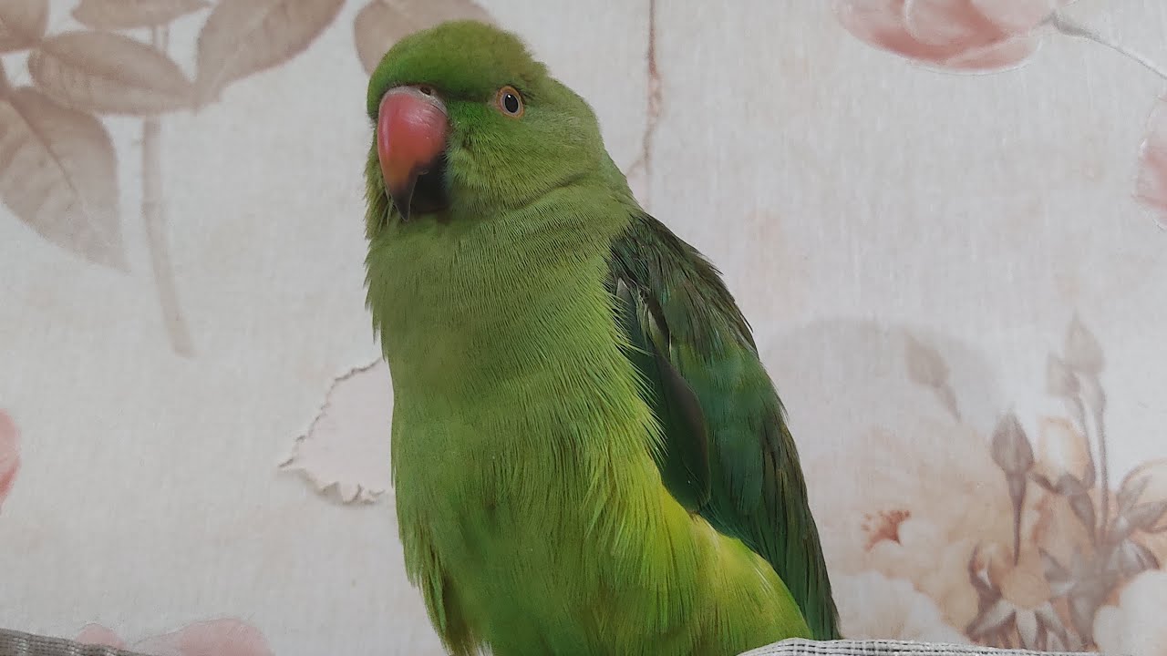 INDIAN PARROT RIO is live - YouTube