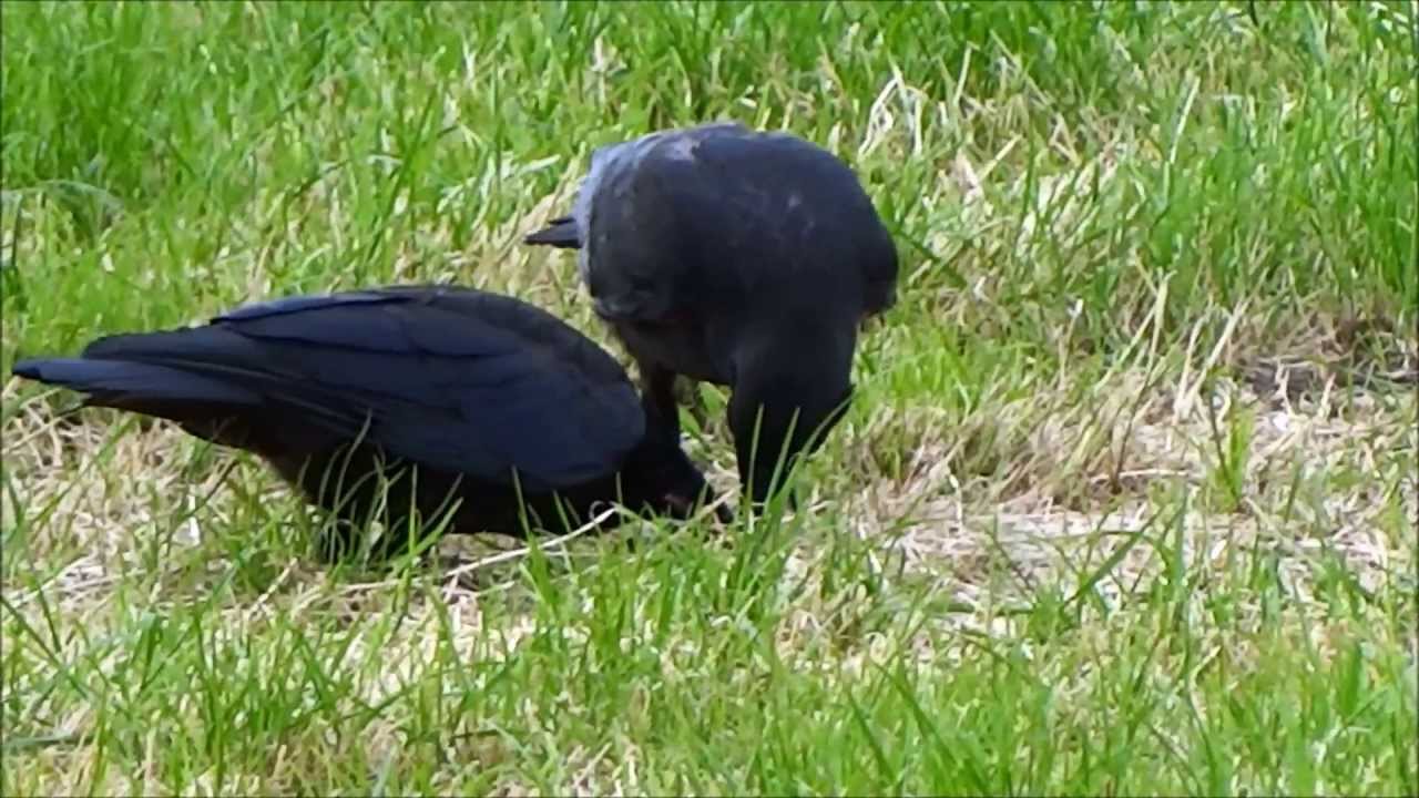 Funny: Crows learn to eat worm / Kraaien leren Worm eten (Corvus Corone ...