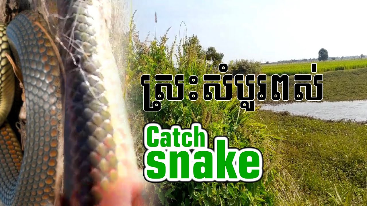 How Trap Snake - YouTube