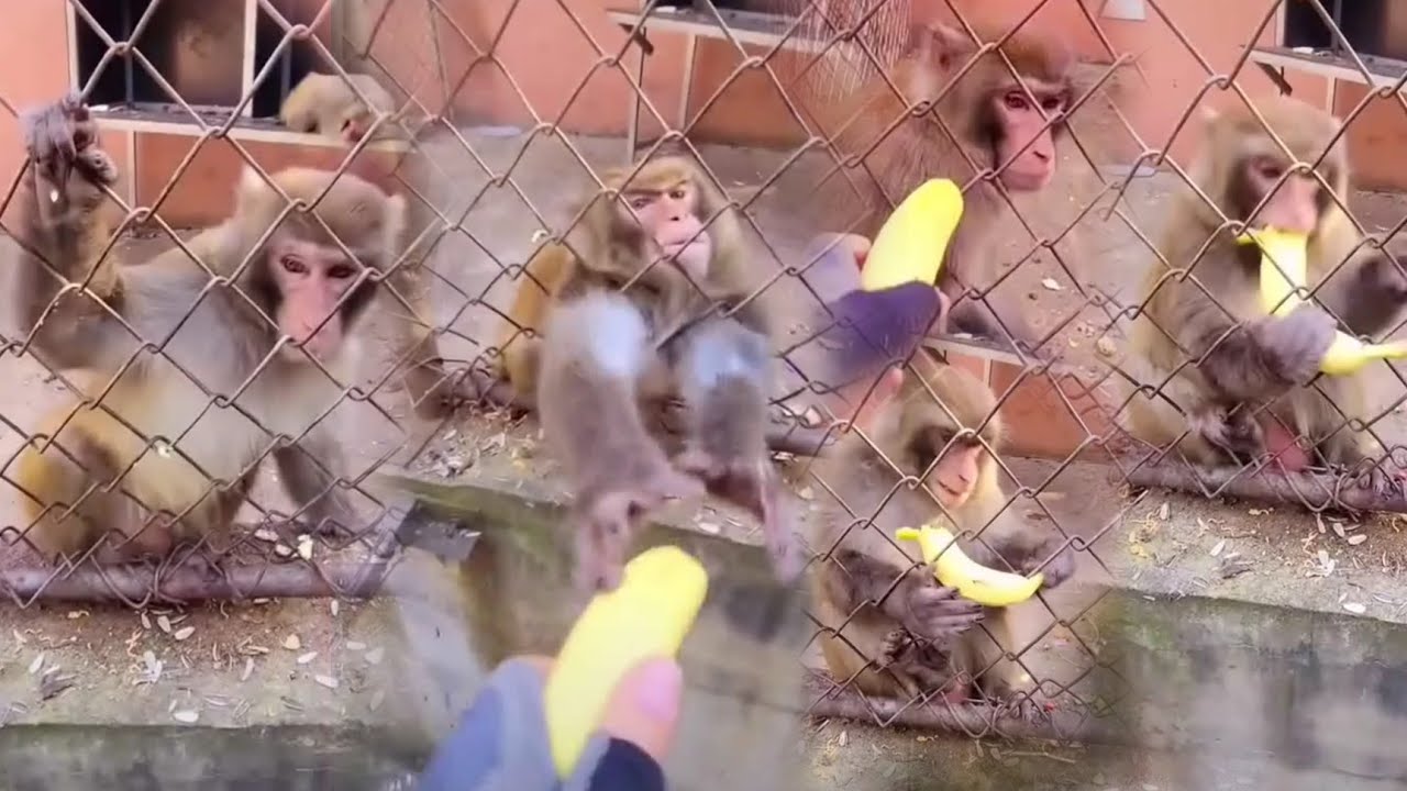 Monkeys angry over not eating bananas#animals#monkey#funny - YouTube
