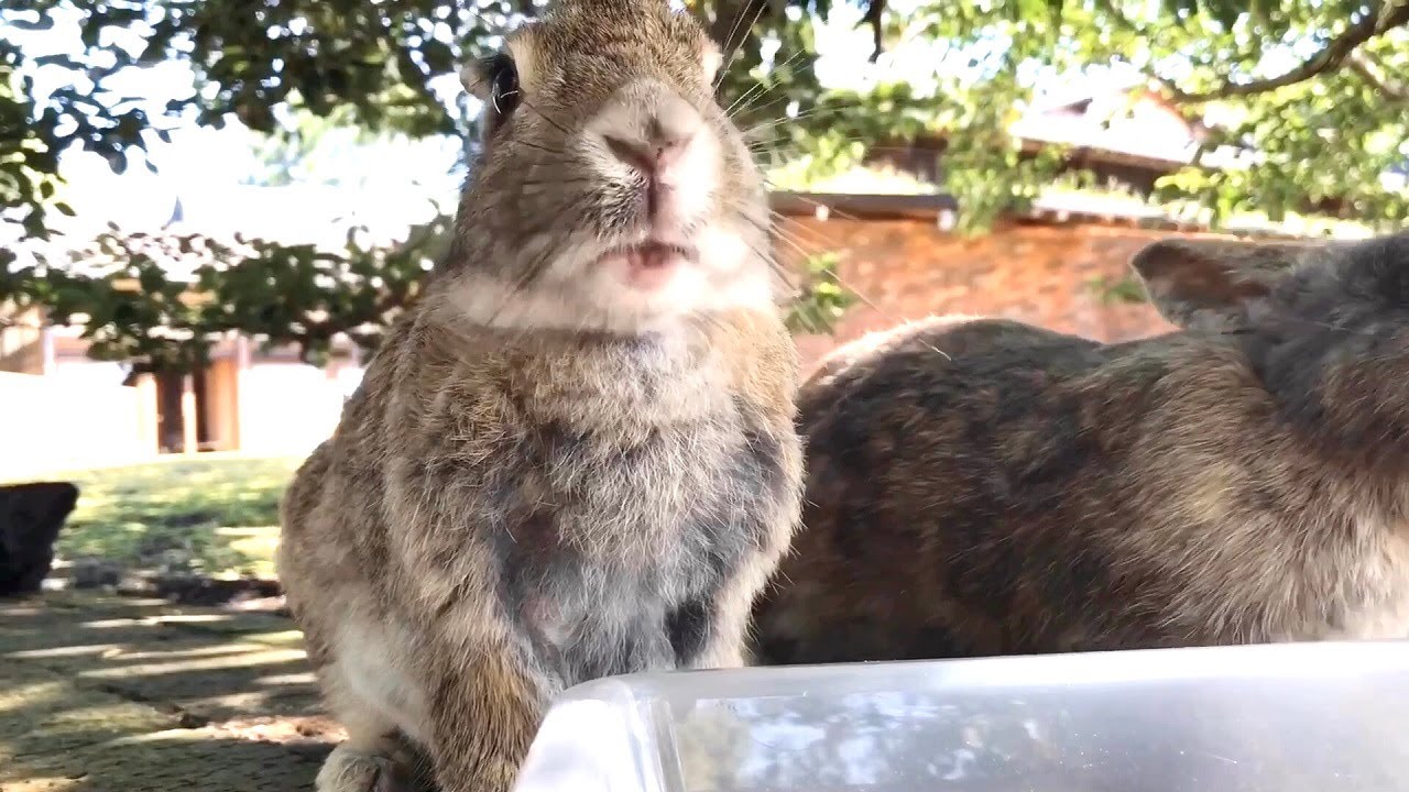 This confident bunny is super cute! - YouTube