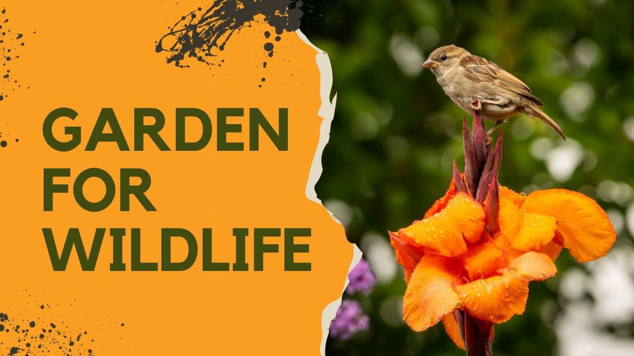 Gardening for biodiversity - why changing the rules is good news for ...