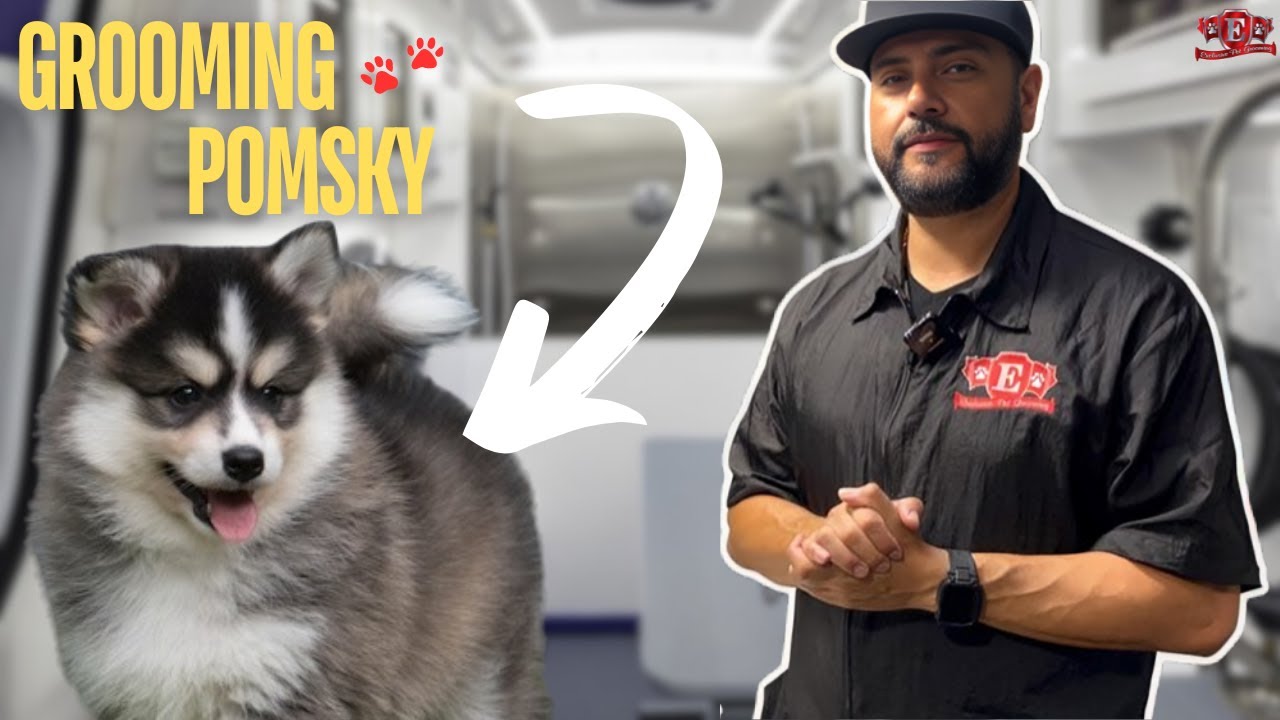 Ultimate Pomsky Grooming Transformation 🐾 | Fresh, Clean, and Happy ...