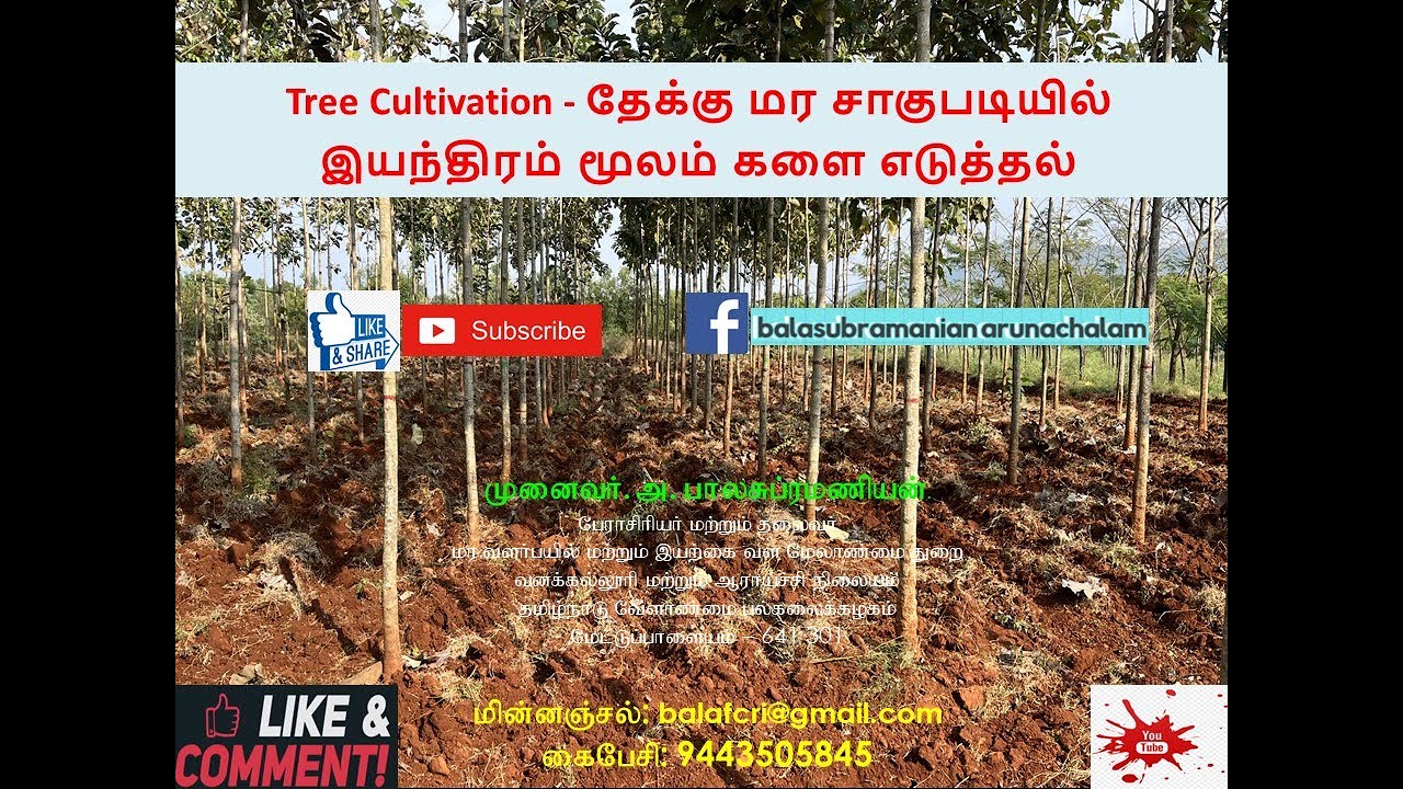 Tree Cultivation - தேக்கு மர சாகுபடியில் இயந்திரம் மூலம் களை எடுத்தல் ...