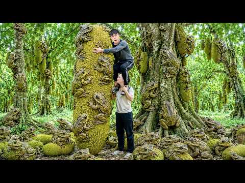 300 Days Harvesting Jackfruit and Giant Frogs to Sell | Did Frogs Make This Giant Jackfruit?
