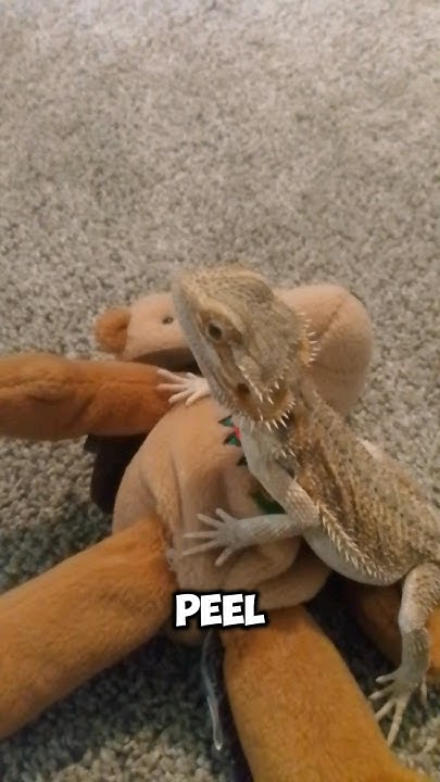 Should you peel your beardie's skin? #beardeddragon #beardie #music #shorts - YouTube