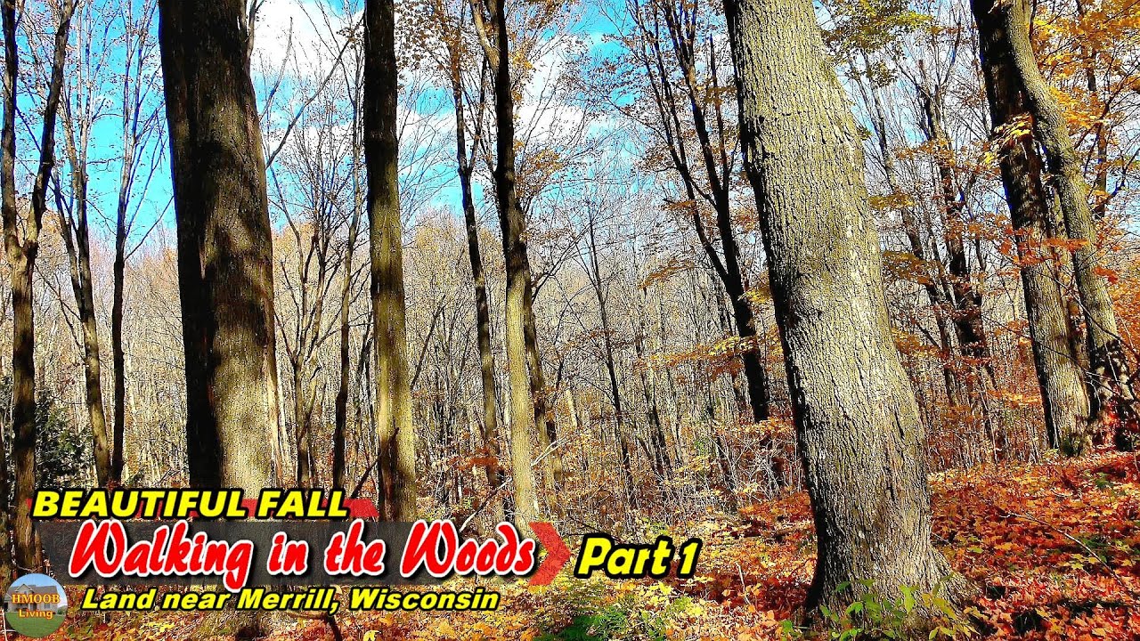 Beautiful Fall Walk in the Woods @My Land Near Merrill, Wisconsin ...