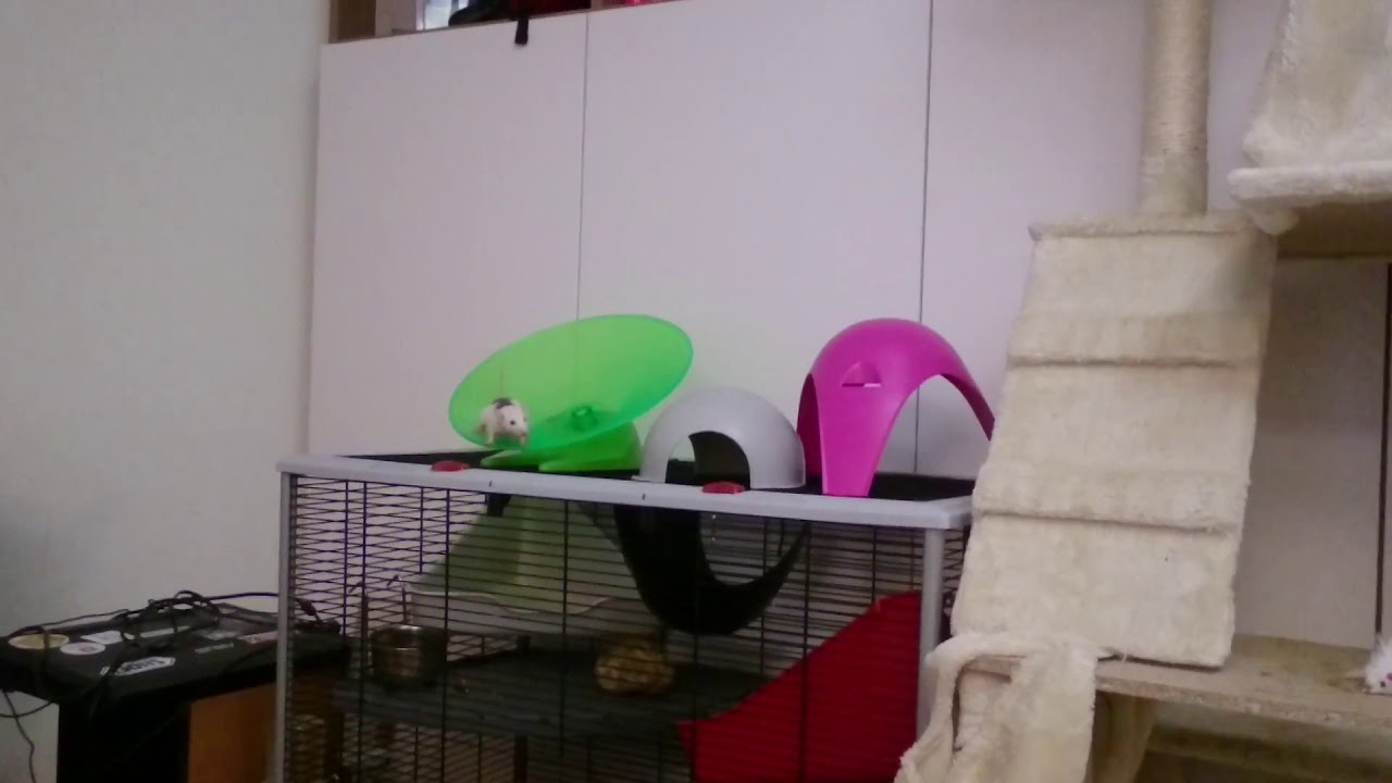 rat on spinning wheel - YouTube