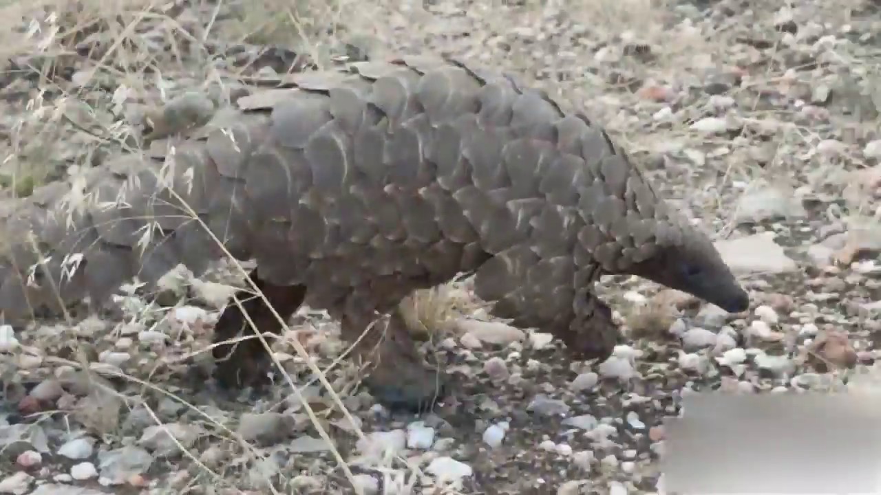 Pangolin Walking - YouTube