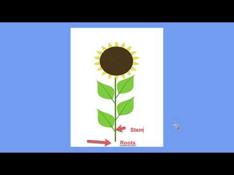 A Sunflower And Its Label Parts
