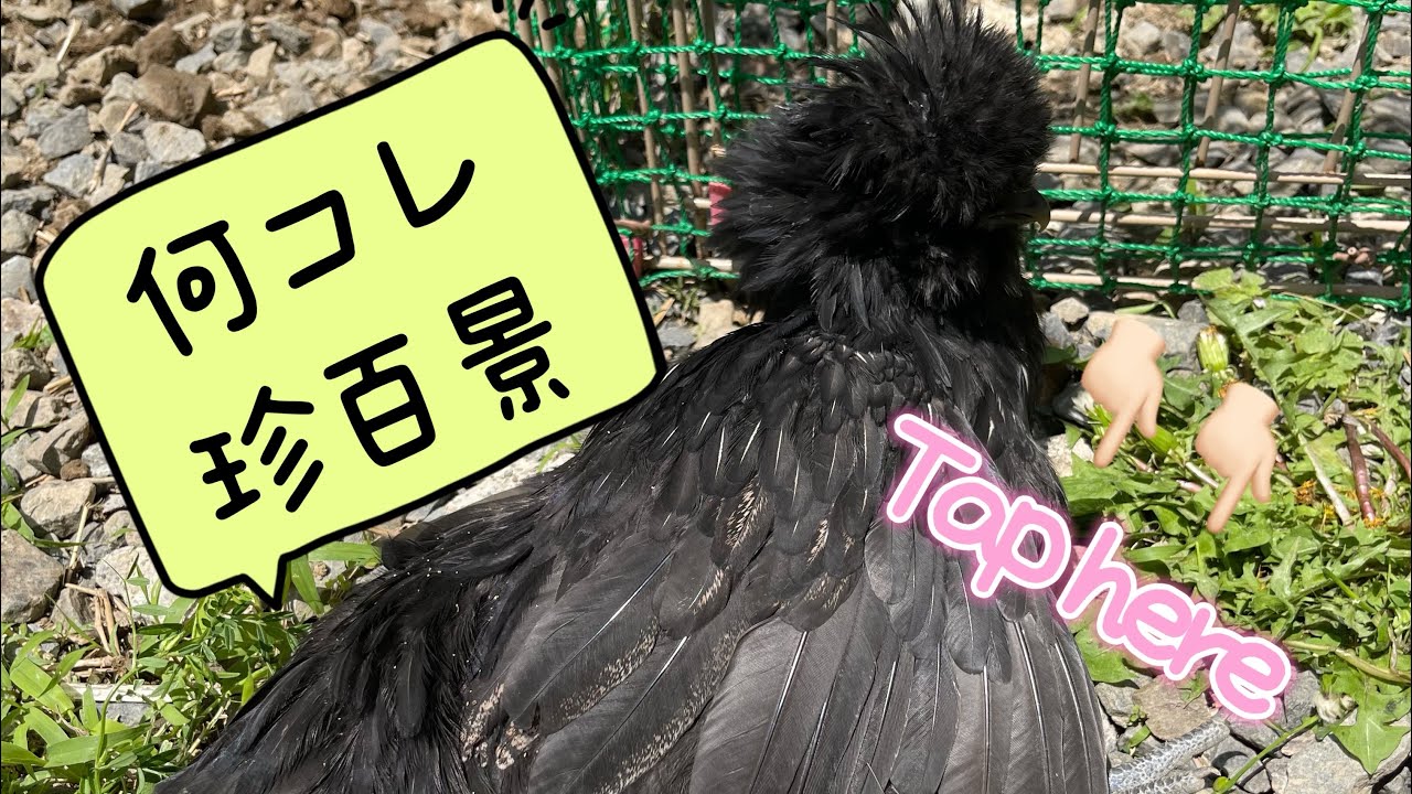 【chicken Life】From Kyoto JAPAN - YouTube