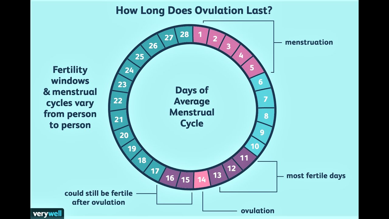Female Reproductive Cycle Diagram Simple