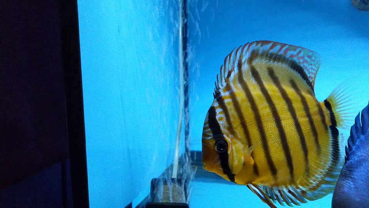 Wild Rio Nanay discus fish - Peruvian green discus - YouTube