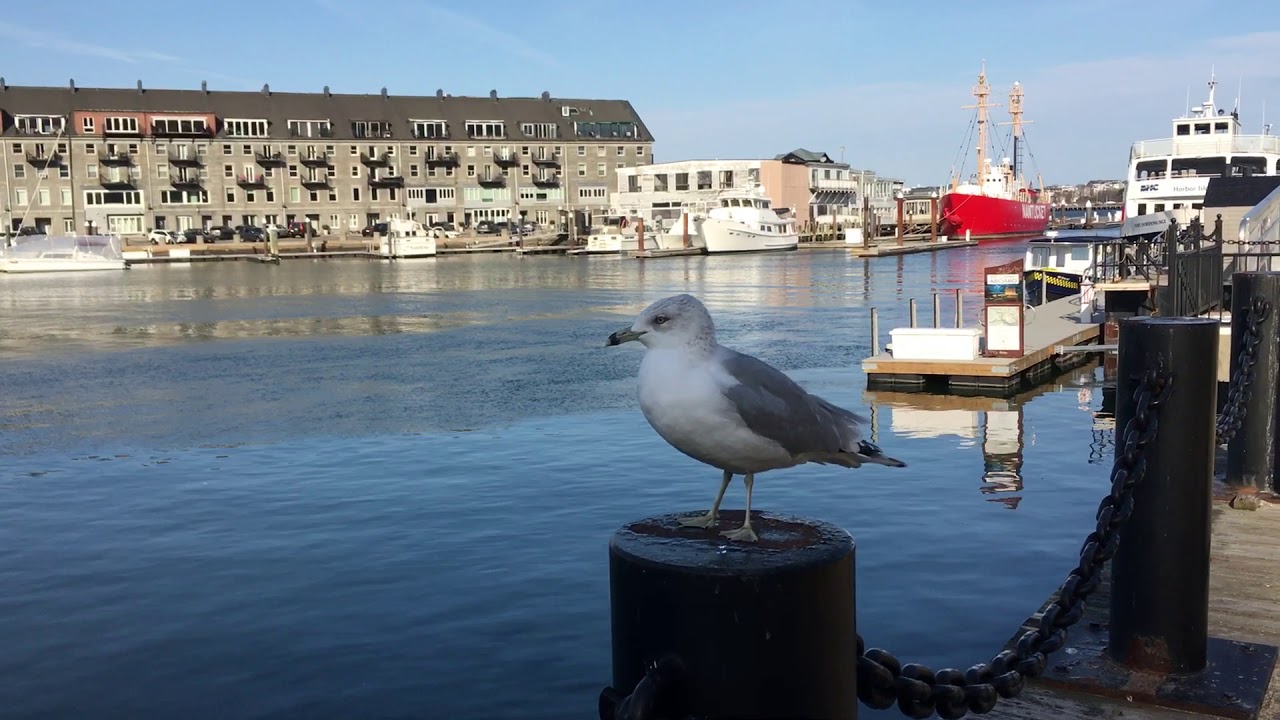 Boston - Seagull’s Flight! - YouTube