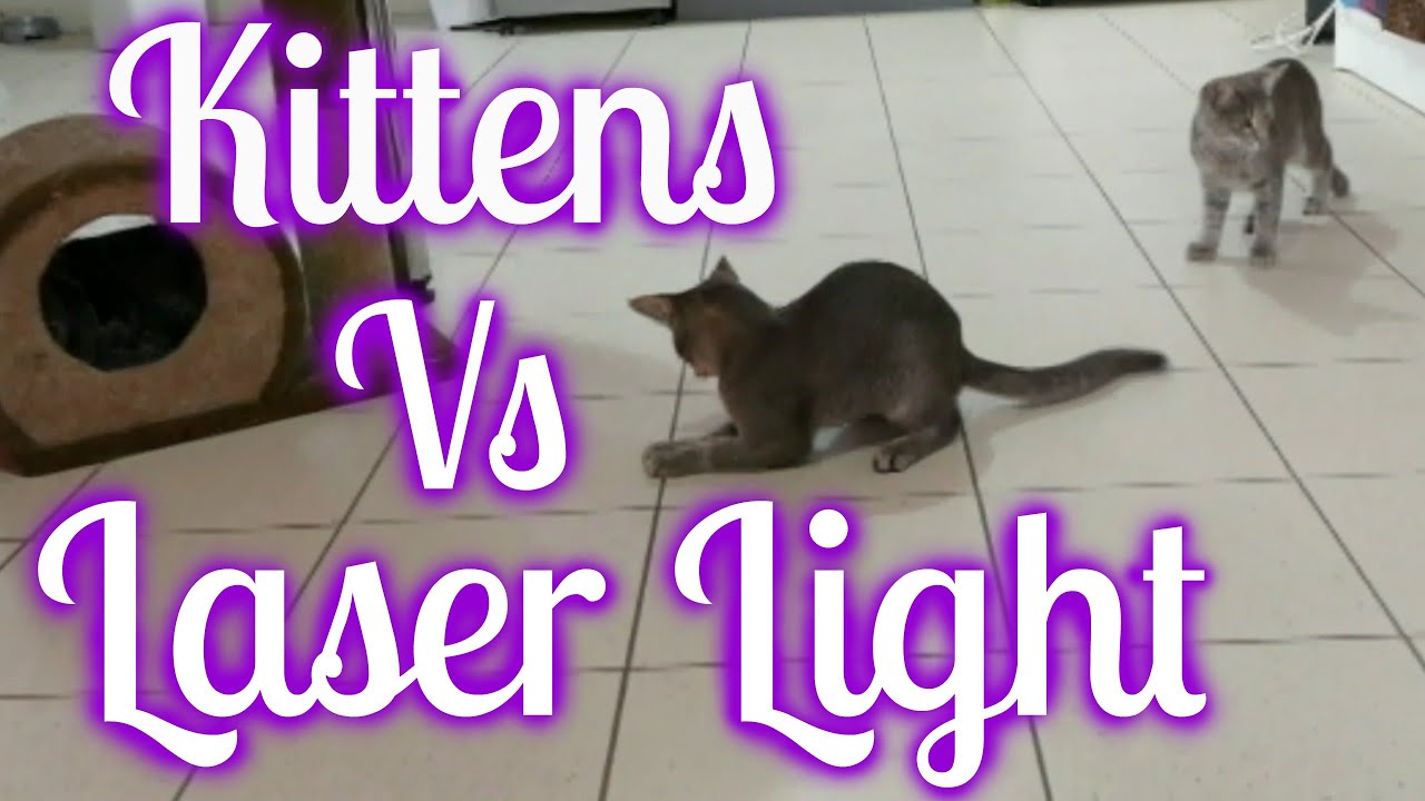 Cute Kittens Chasing a Laser Light - YouTube