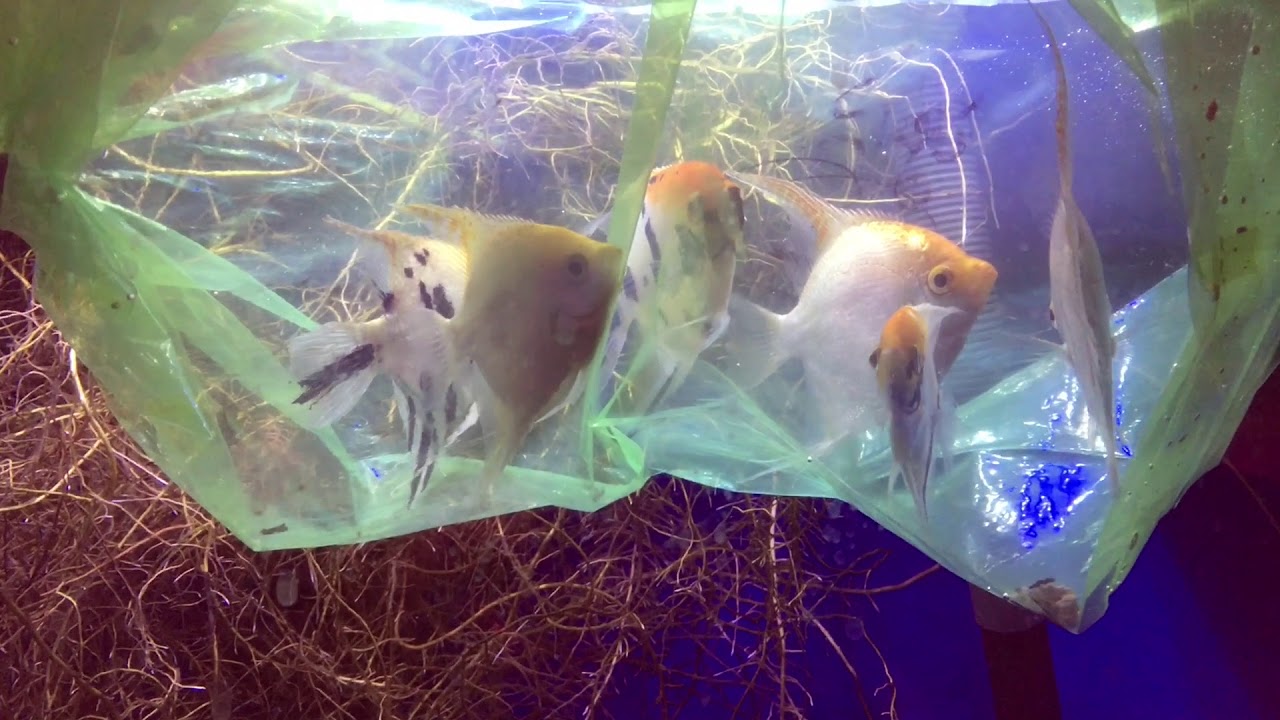 My Method for Acclimating Fish & A "Fish Sitting" Story - YouTube