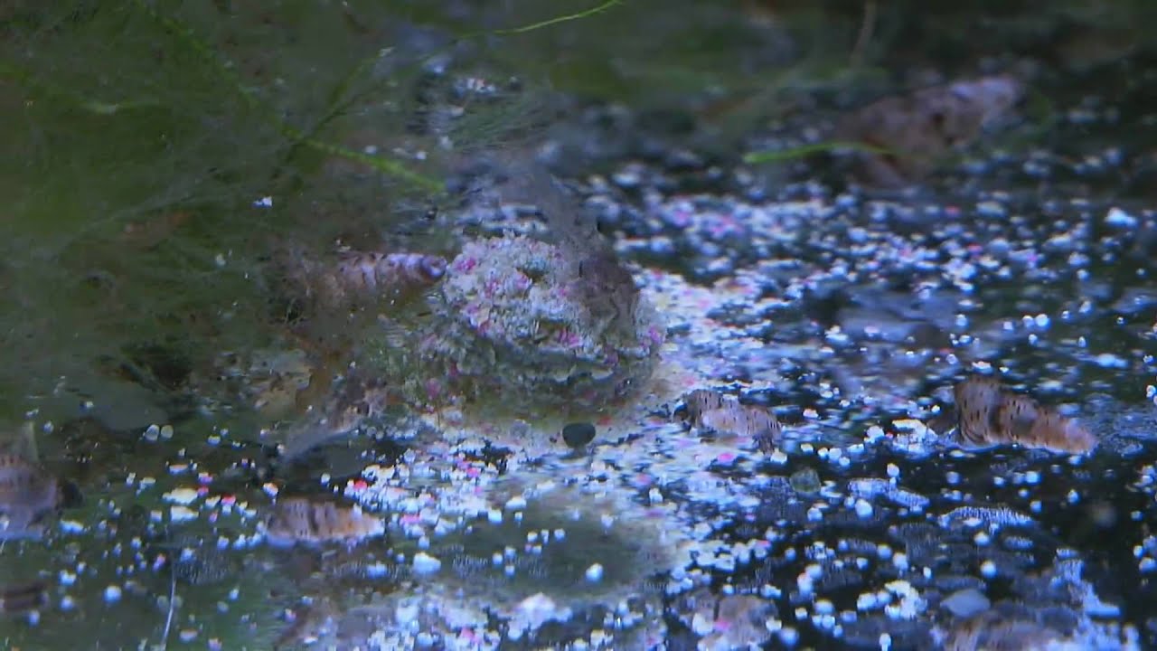 Corydoras Fry & Camera Test HD - YouTube