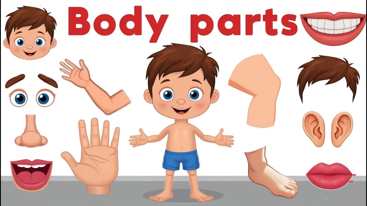 PARTS of the BODY | HUMAN BODY PARTS NAME | English Vocabulary for Kids ...