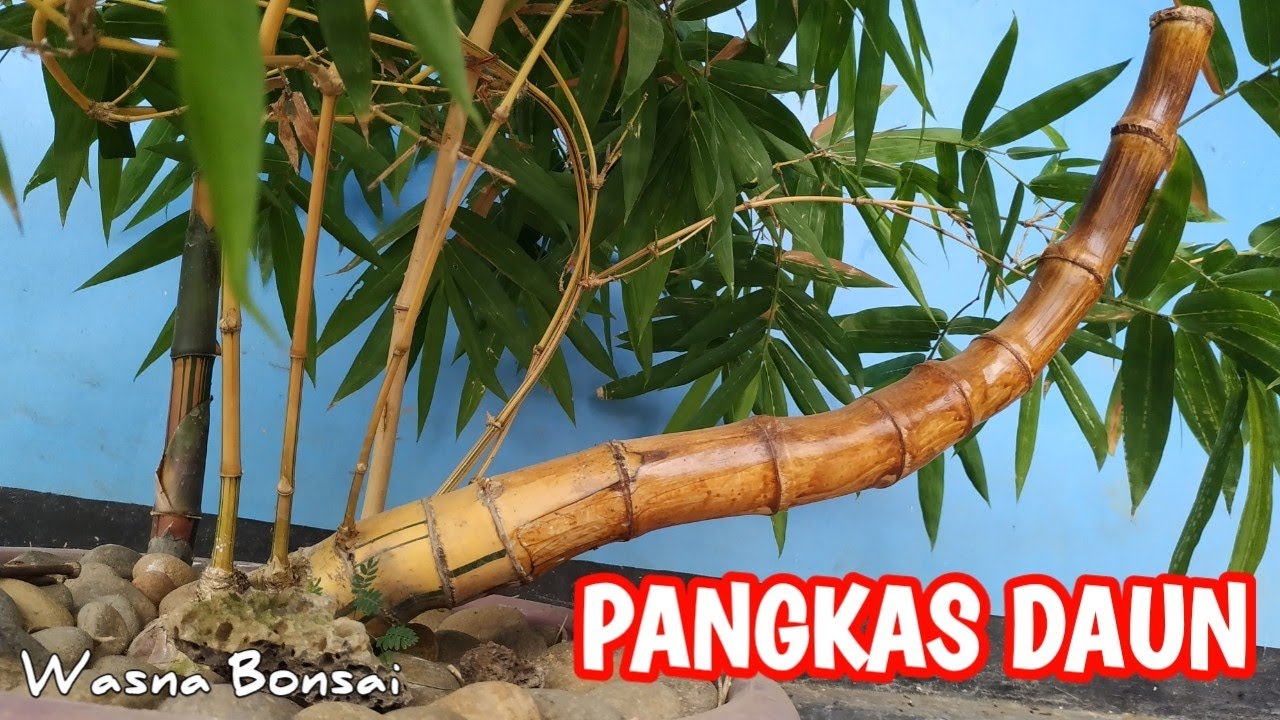 Bonsai Bambu Kuning Tumbuh rebung - YouTube