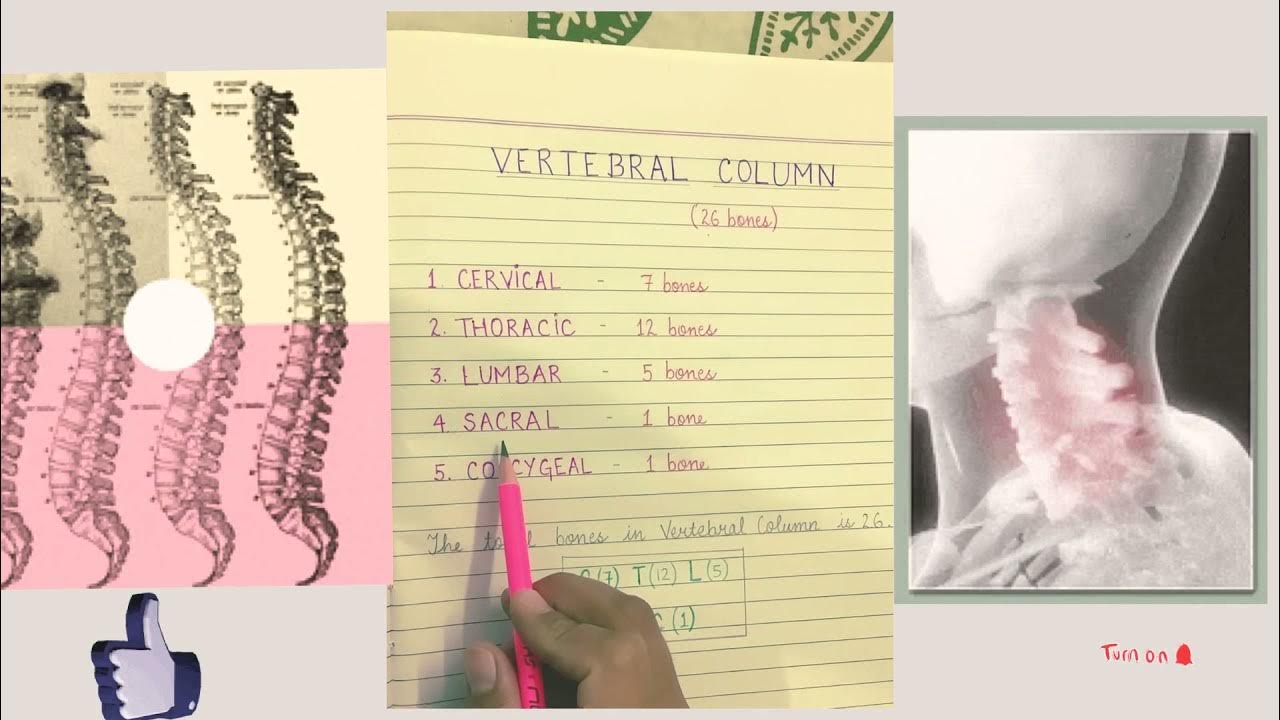 Mnemonics on BONES OF VERTEBRAL COLUMN - YouTube