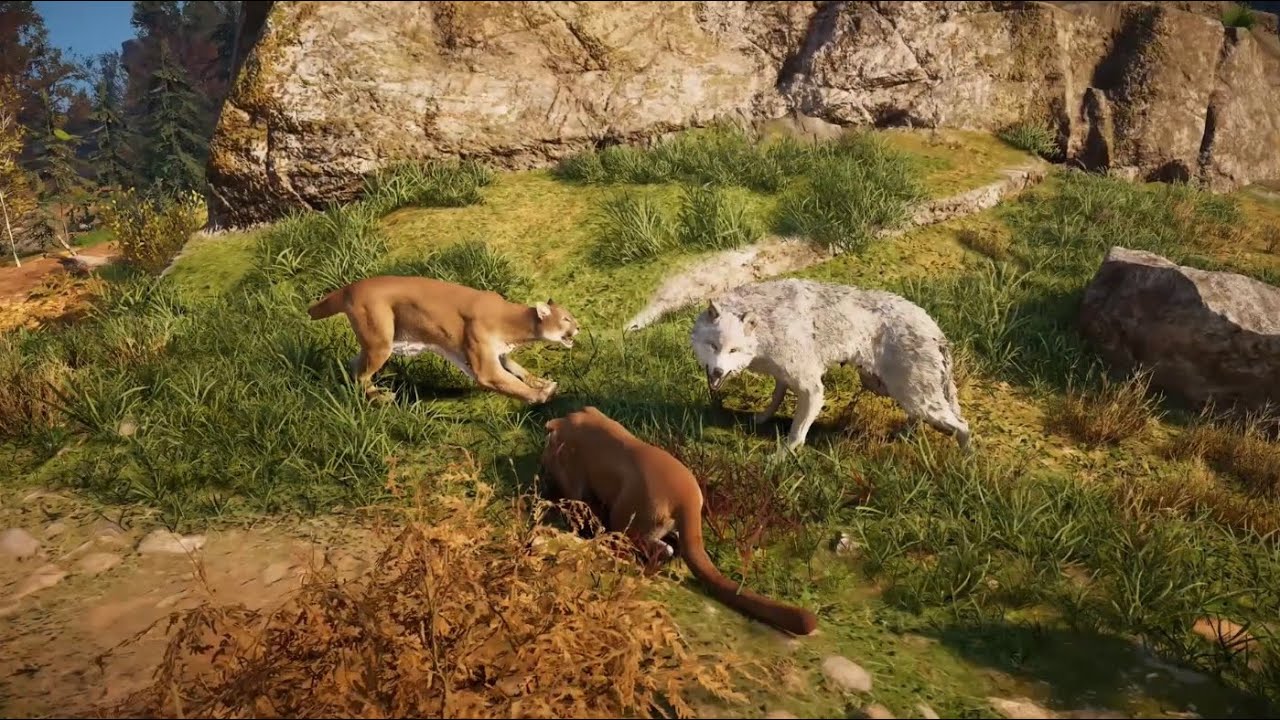 ASSASSIN CREED VALHALLA - COUGAR VS WOLF - ANIMAL FIGHTS!!! - YouTube