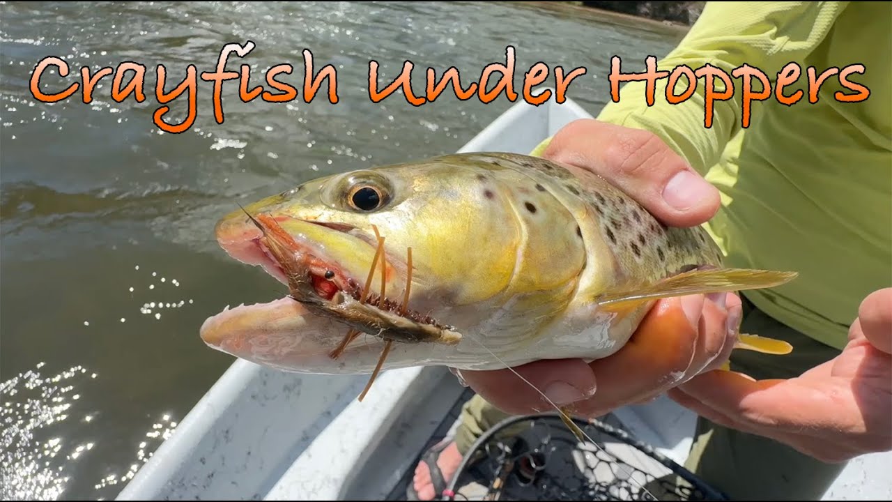 Max Fishes Crayfish Under Hoppers on the Colorado River - YouTube